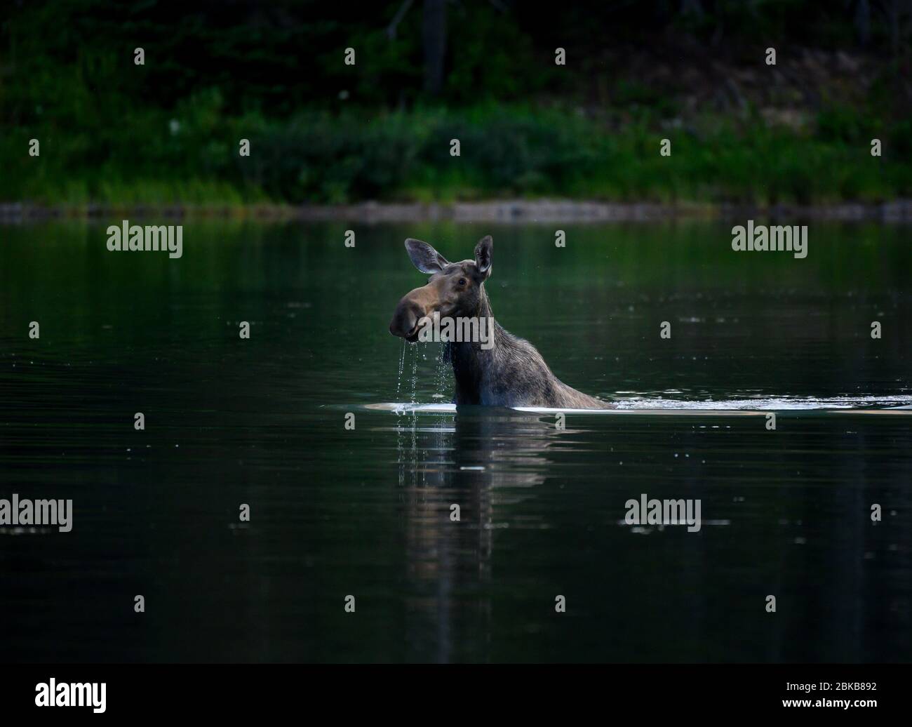 Female Moose Neck Deep in Mountain Lake Stock Photo - Alamy