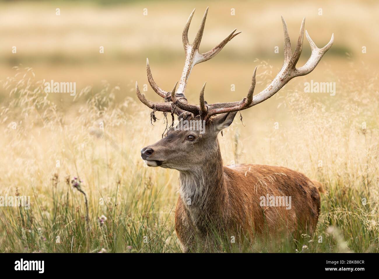 Red deer in the england forest Stock Photo - Alamy