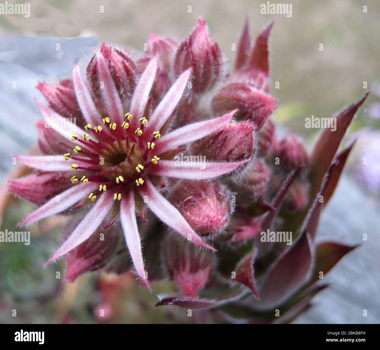 Houseleek flower hi-res stock photography and images - Alamy