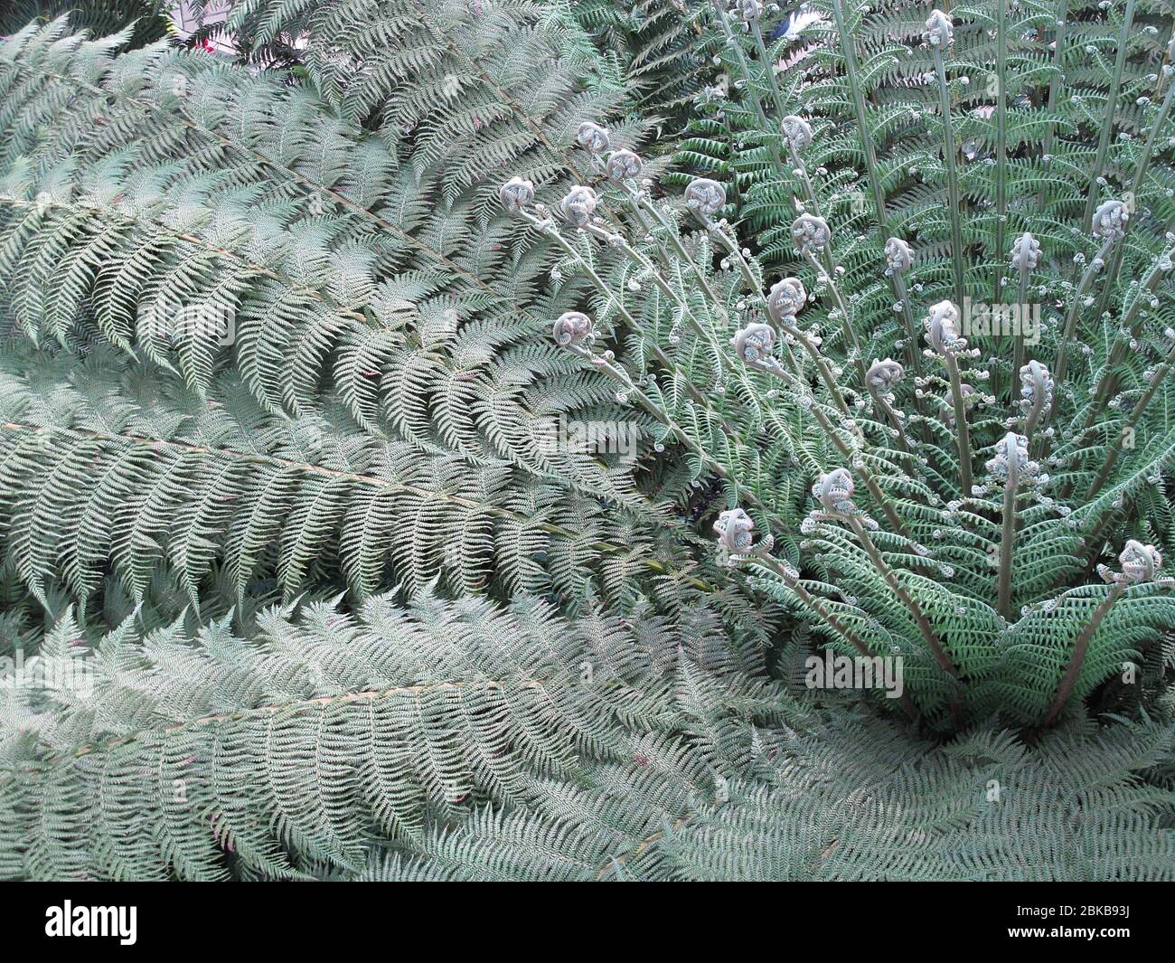 Close up of Cyathea sp, Tree fern leaves Stock Photo - Alamy