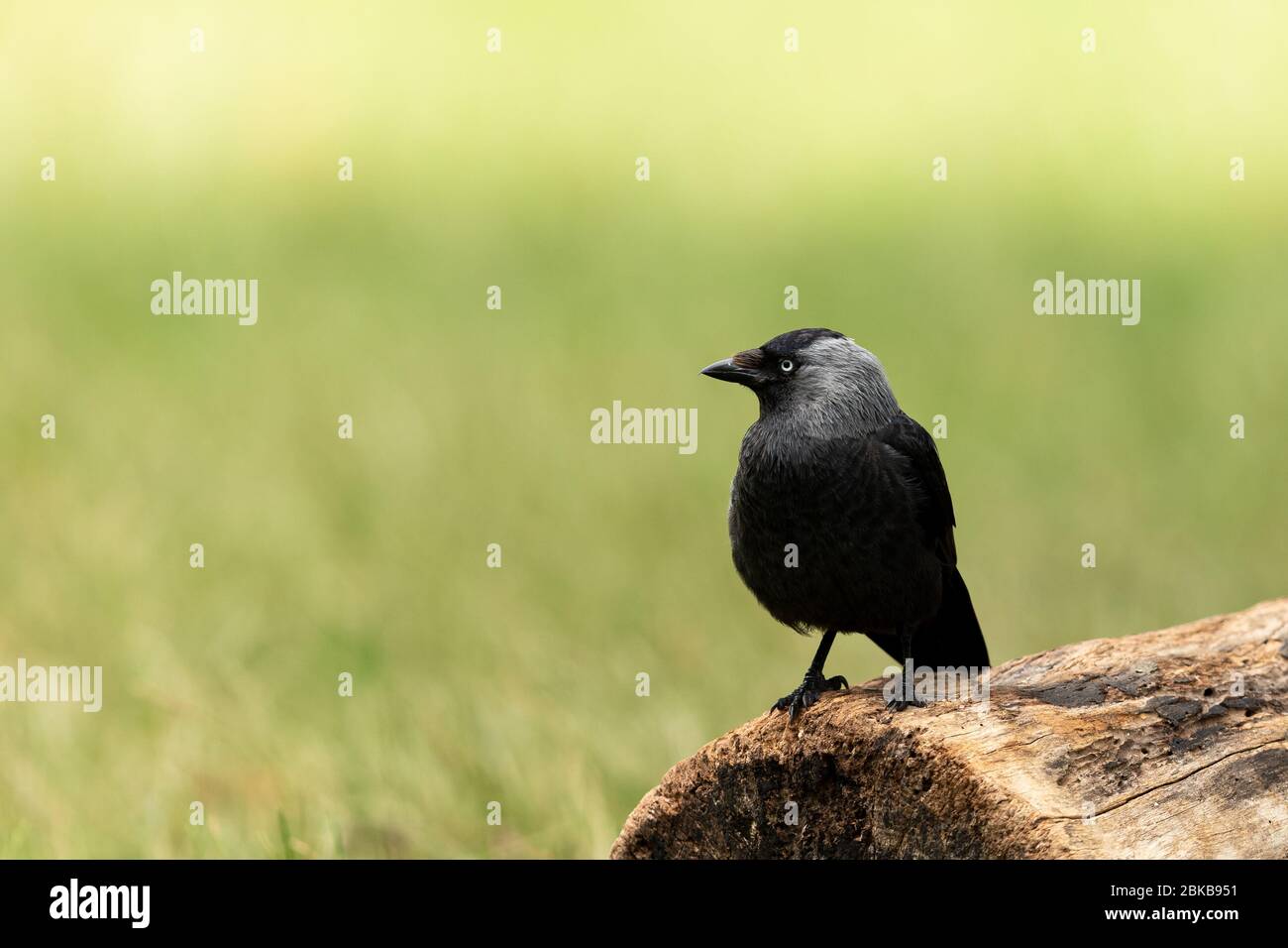 Western jackdaw in the forest Stock Photo - Alamy