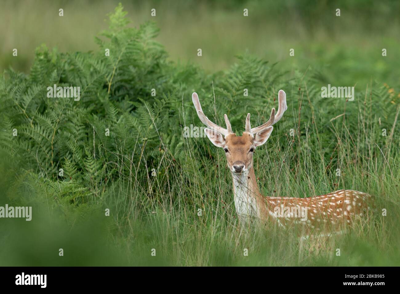 Fallow deer in the forest Stock Photo - Alamy