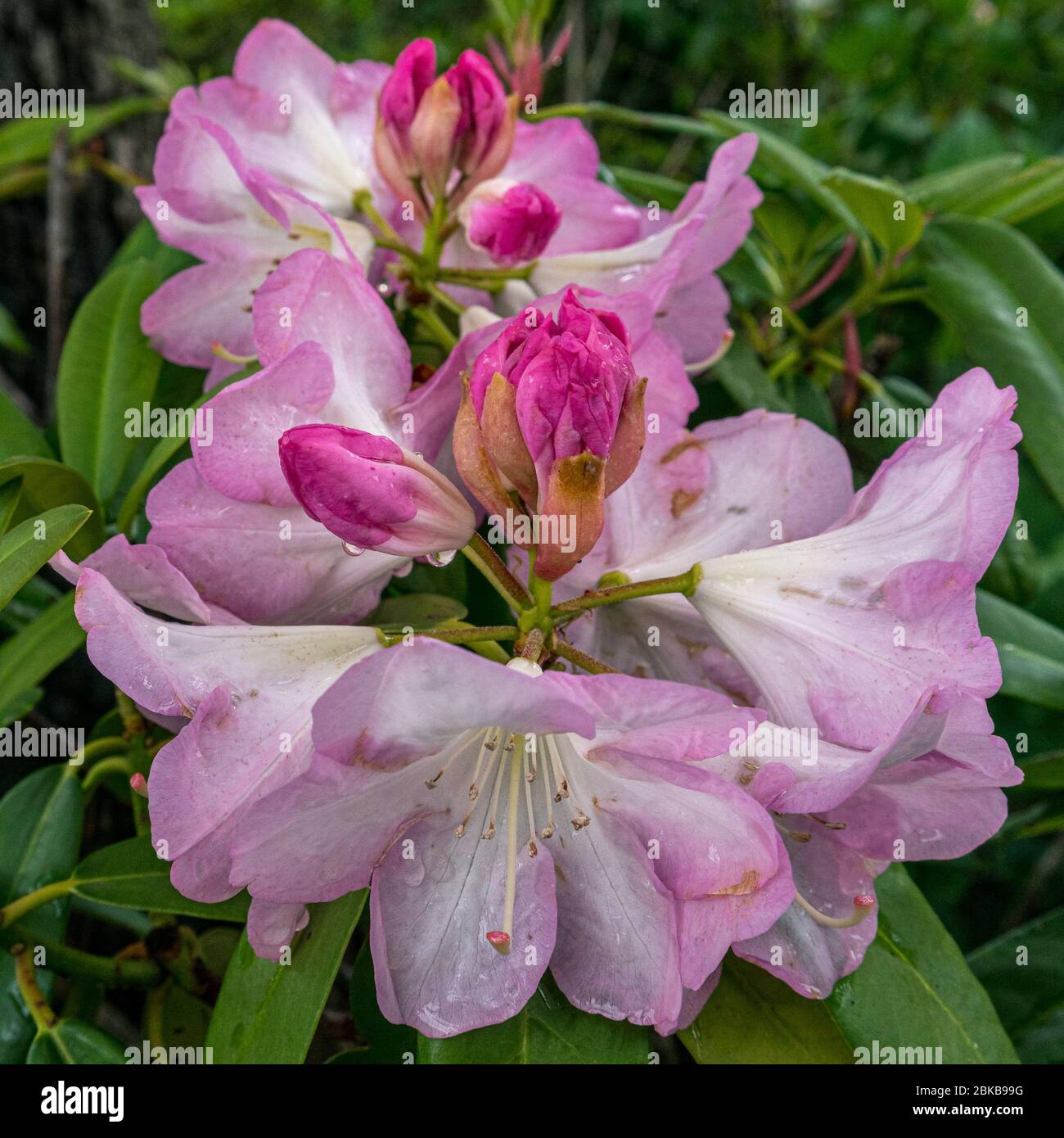 Spring and Its Flowers Stock Photo - Alamy