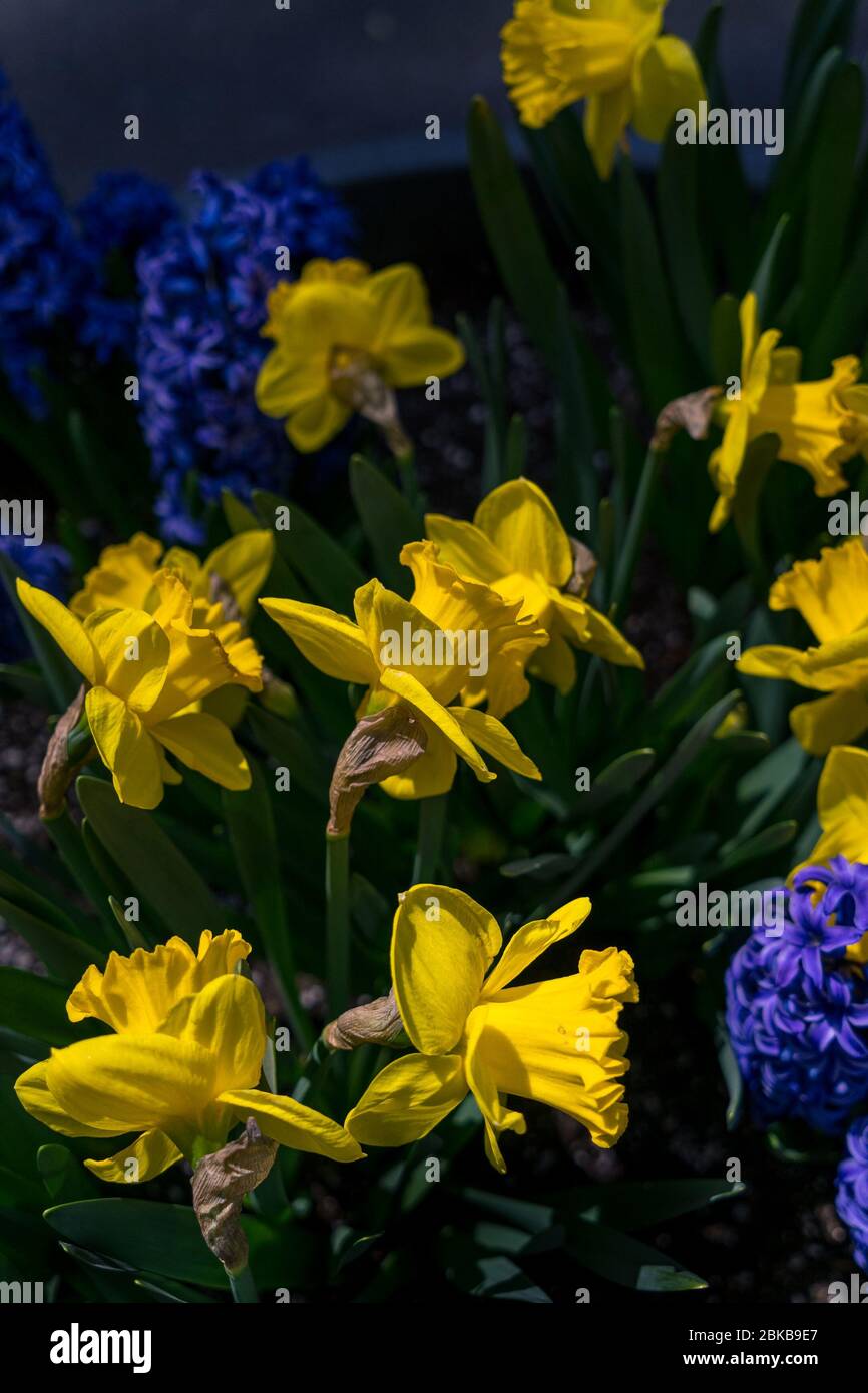 Spring and Its Flowers Stock Photo - Alamy