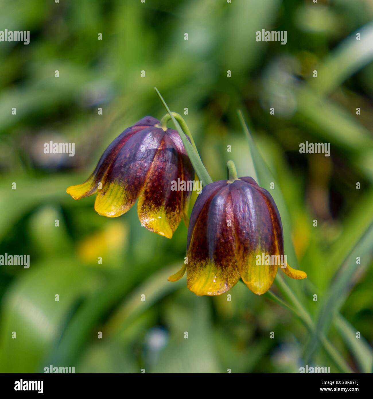 Michaels flower hi-res stock photography and images - Alamy