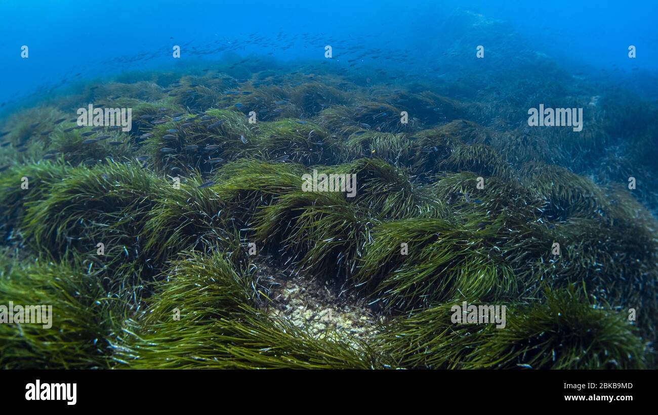 Seagrass-Posidonie (Posidonia oceanica) of mediterranean sea Stock ...