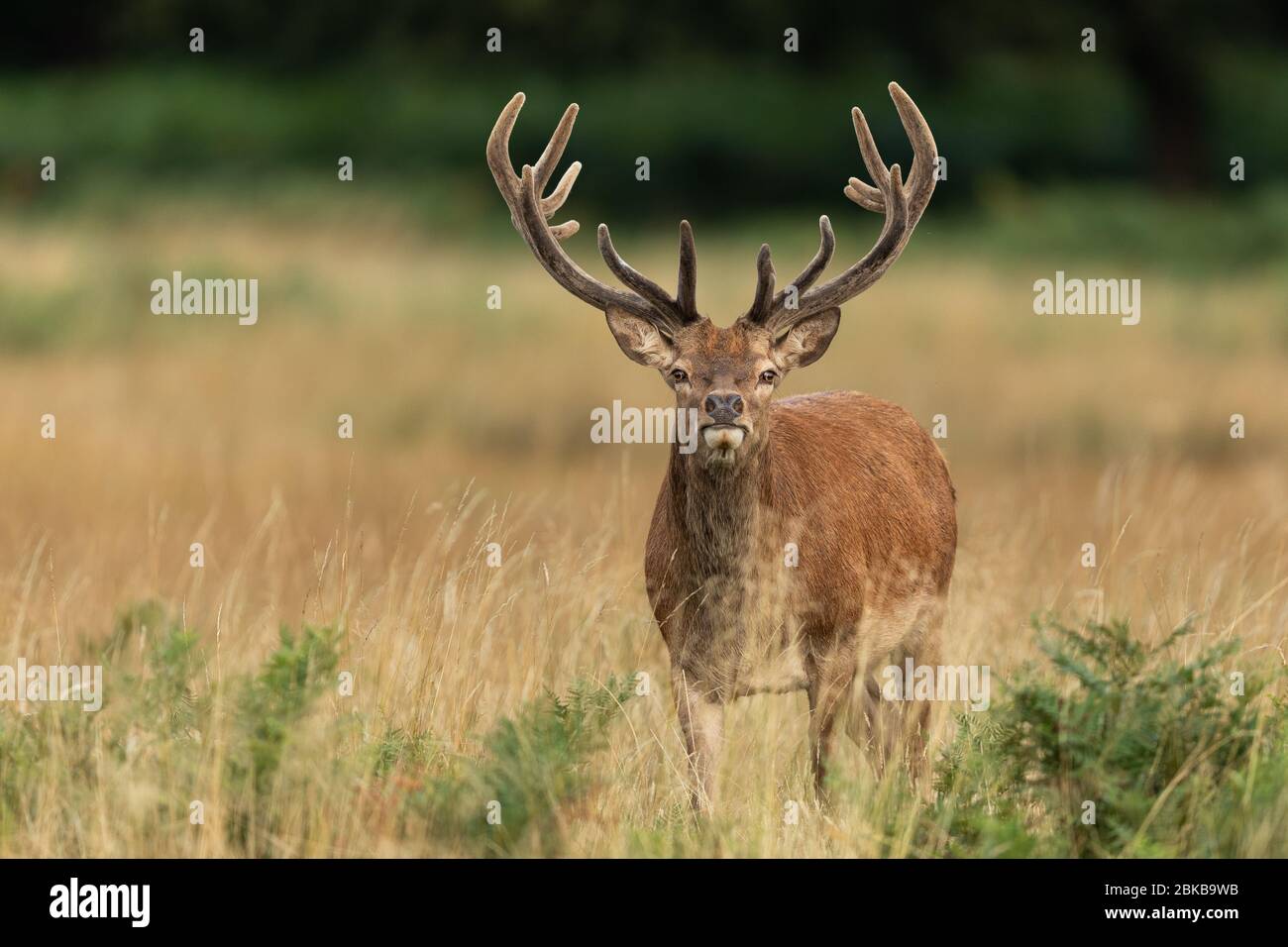 Red deer in the england forest Stock Photo - Alamy