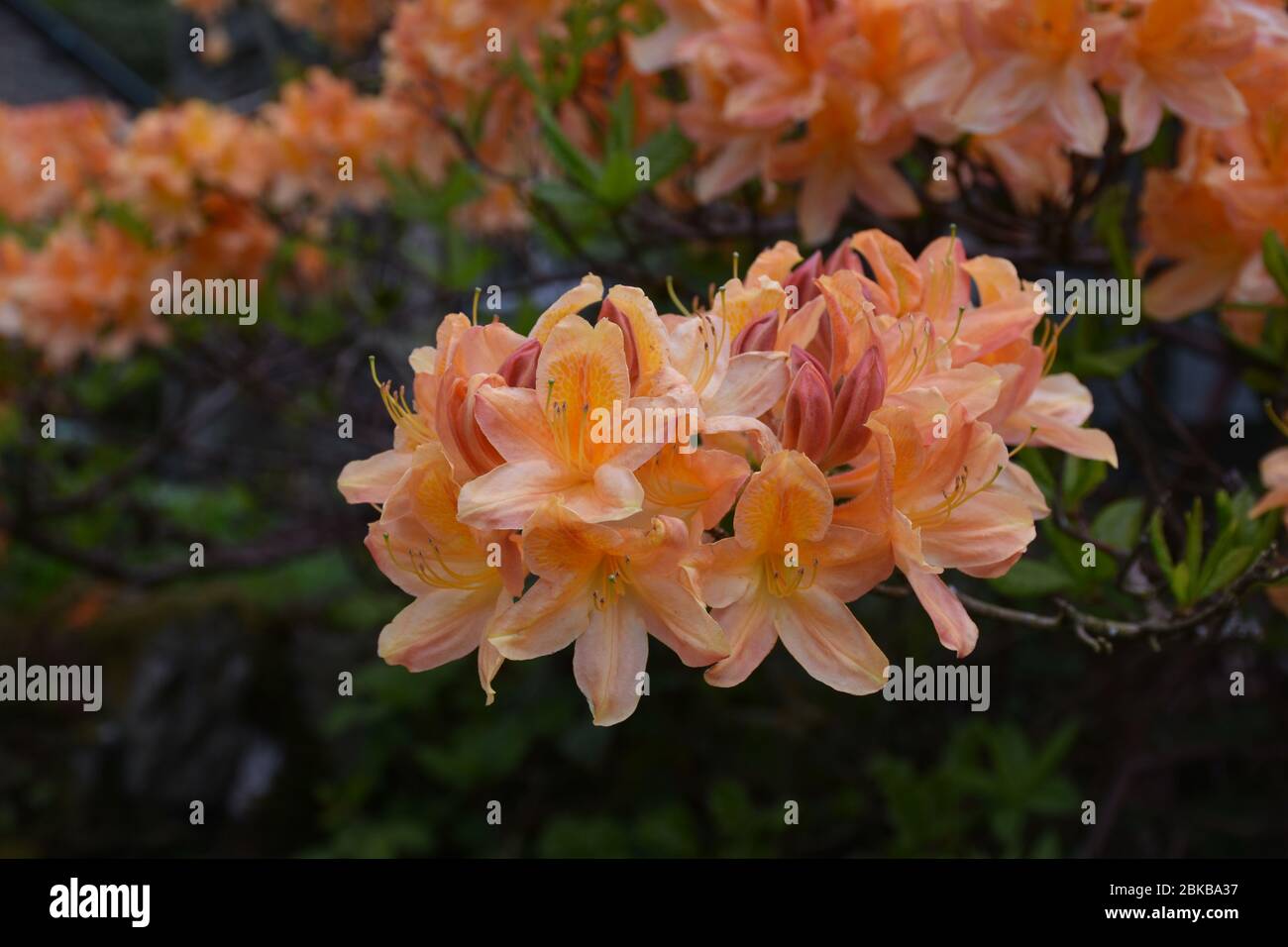 Cluster blooming azaleas hi-res stock photography and images - Alamy