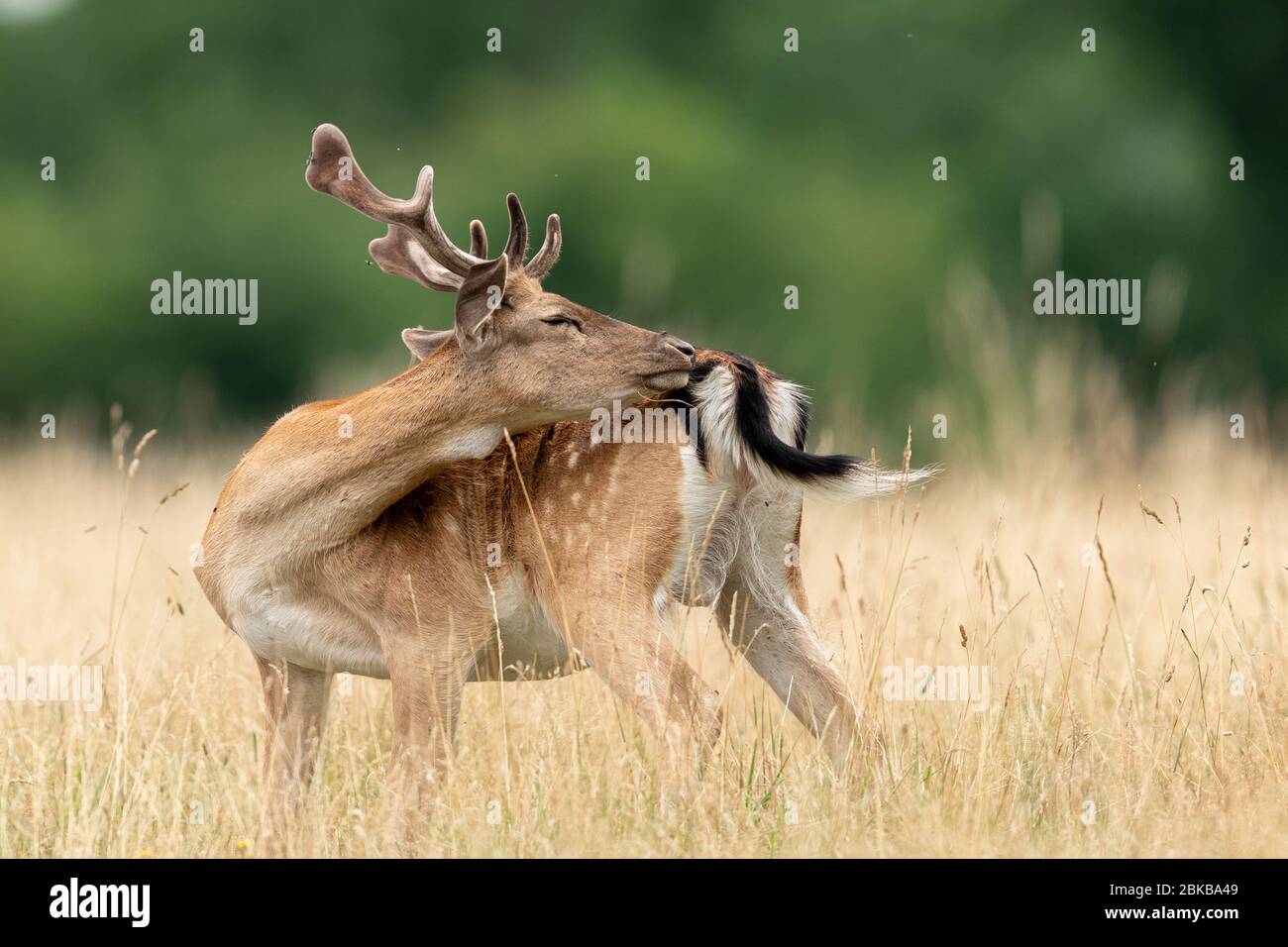 Fallow deer in the forest Stock Photo - Alamy