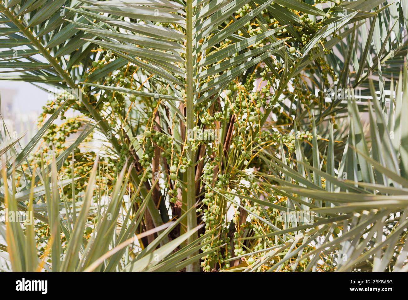 Date palm tree with red weevil hi-res stock photography and images - Alamy