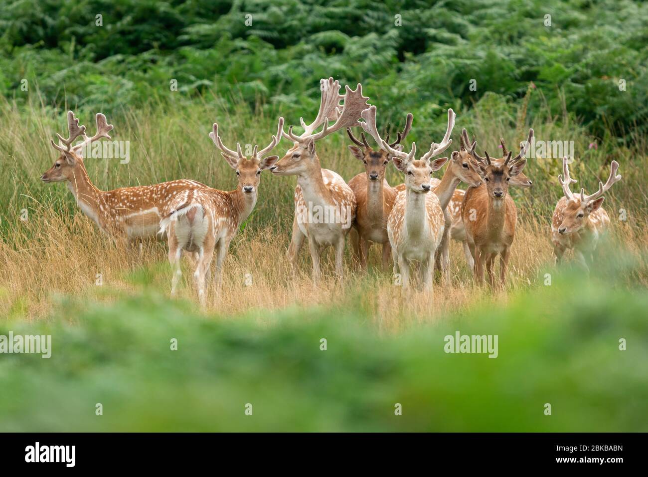 Fallow deer in the forest Stock Photo - Alamy