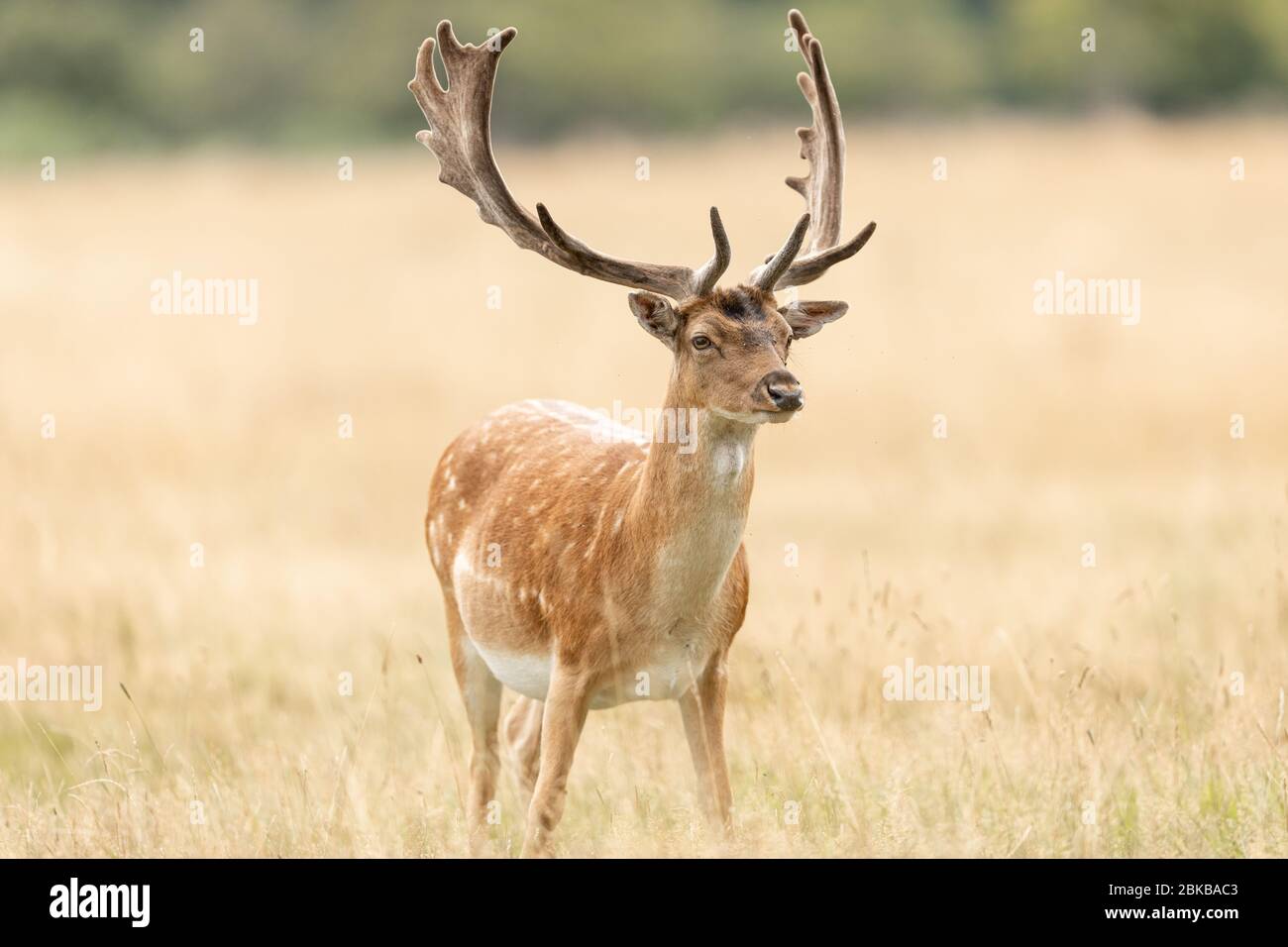 Fallow Deer At Richmond Park In Richmond High Resolution Stock ...