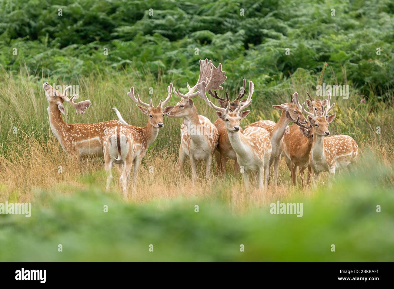Fallow deer in the forest Stock Photo - Alamy