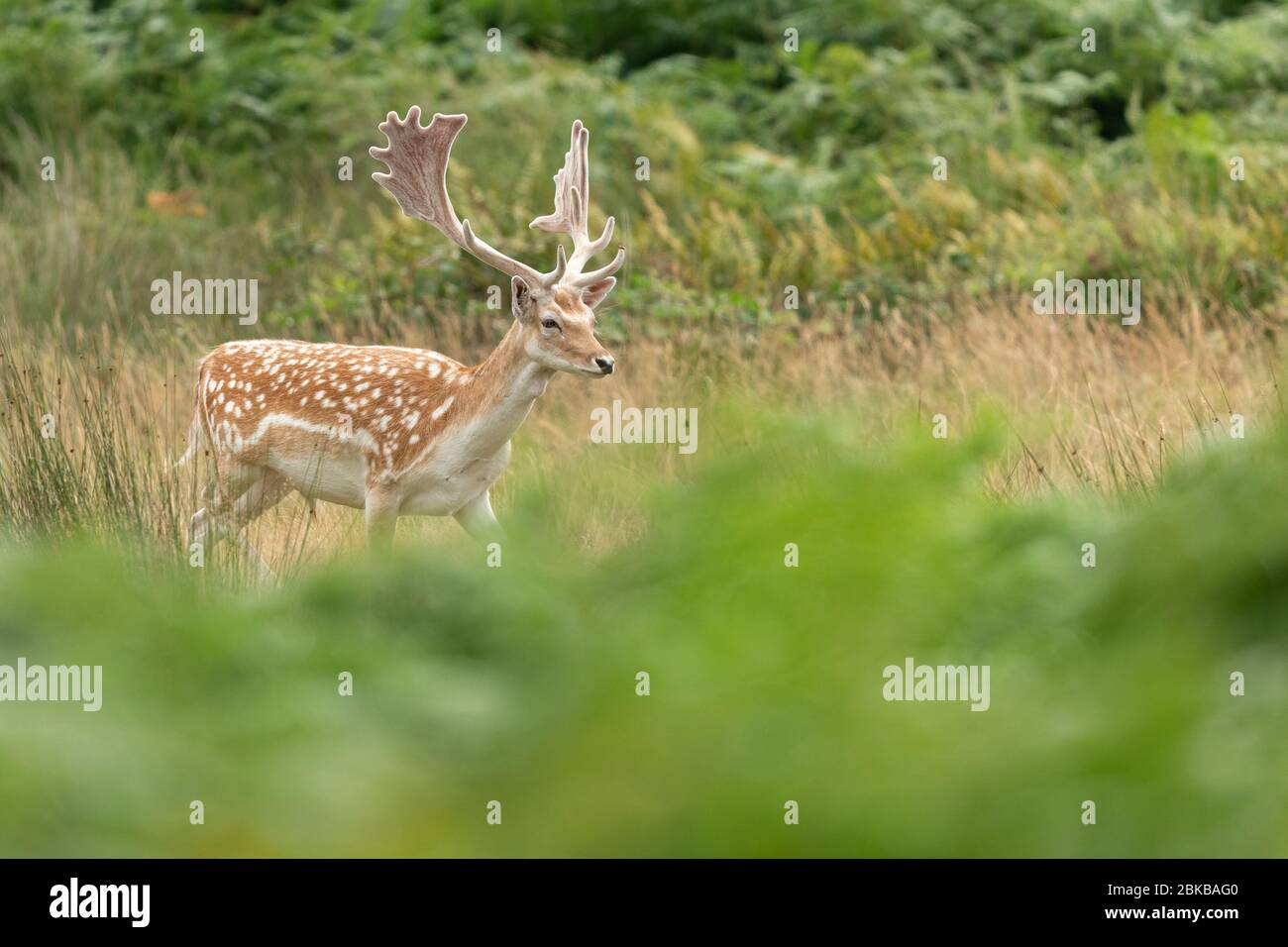 Fallow deer in the forest Stock Photo - Alamy