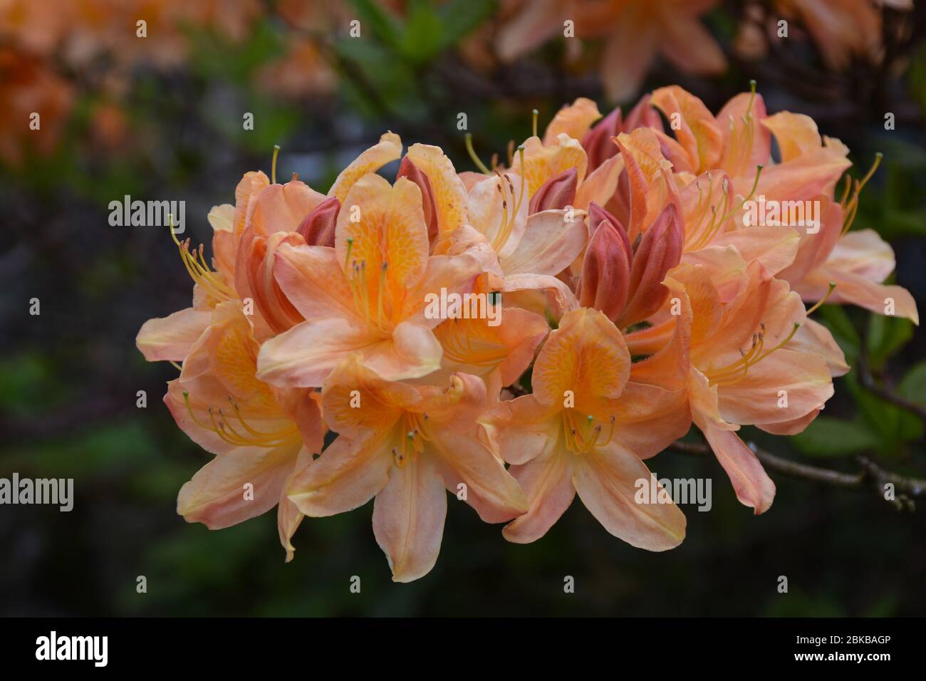 Orange Azaleas High Resolution Stock Photography and Images - Alamy