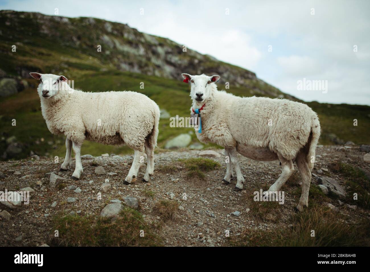 two sheep in the mountains of norway against the sky with clouds Stock ...