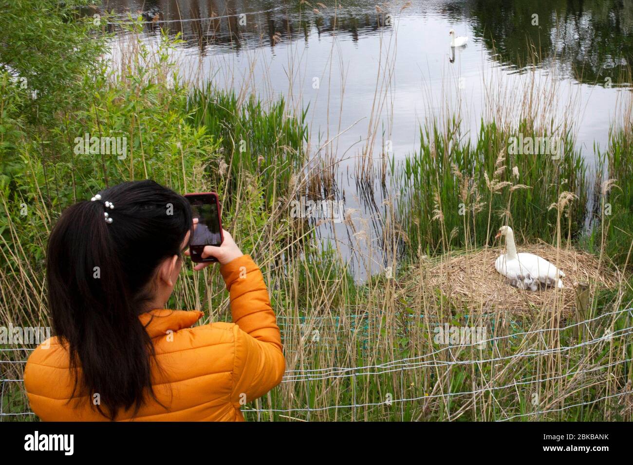 A woman takes a picture of nesting swan with young chicks just a few ...