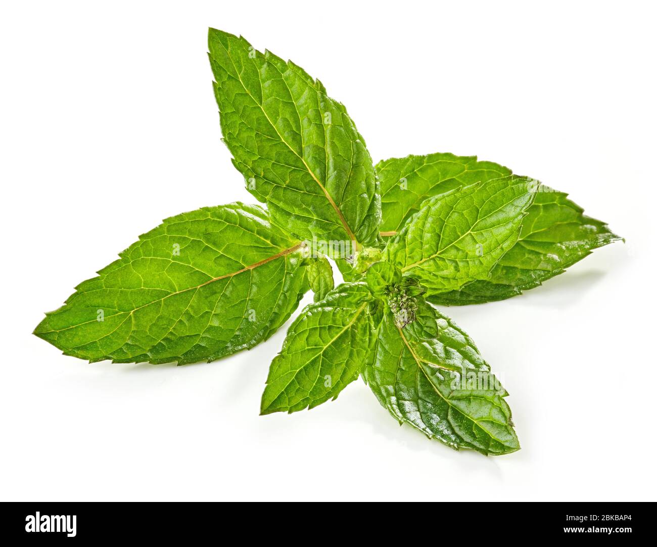 fresh green mint leaf isolated on white background Stock Photo - Alamy