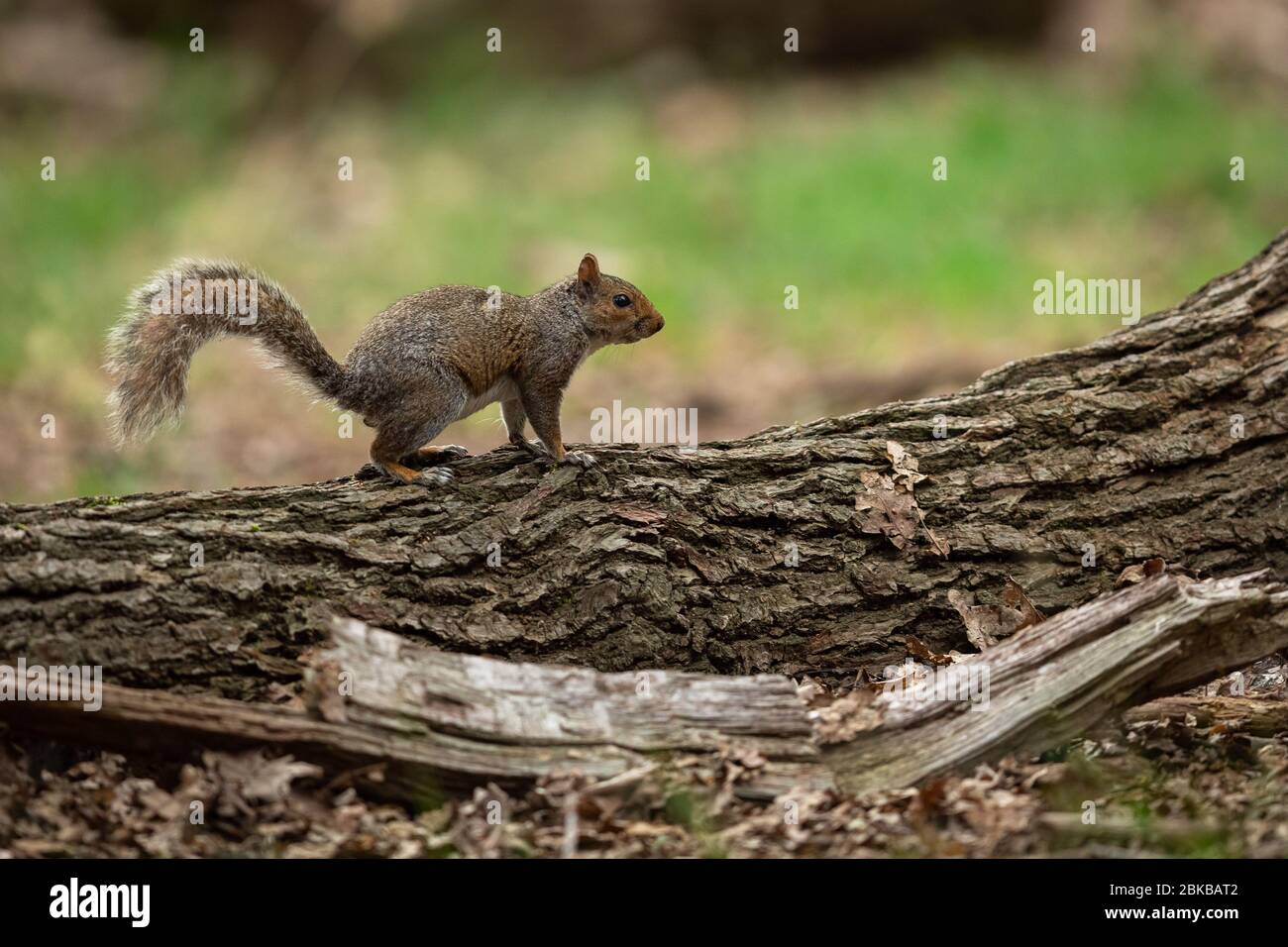 Squirrel walking in the forest Stock Photo - Alamy