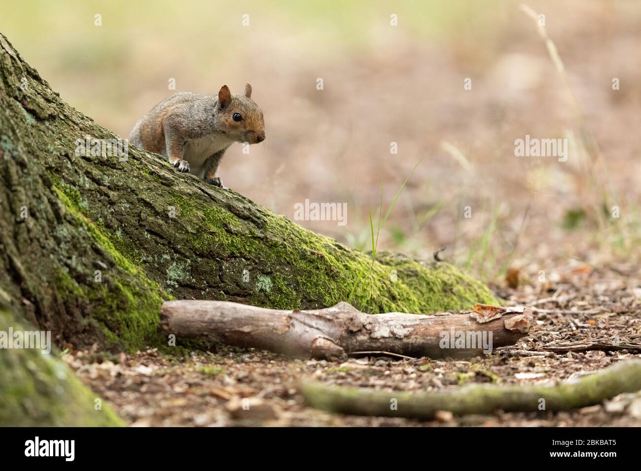 Squirrel walking in the forest Stock Photo - Alamy