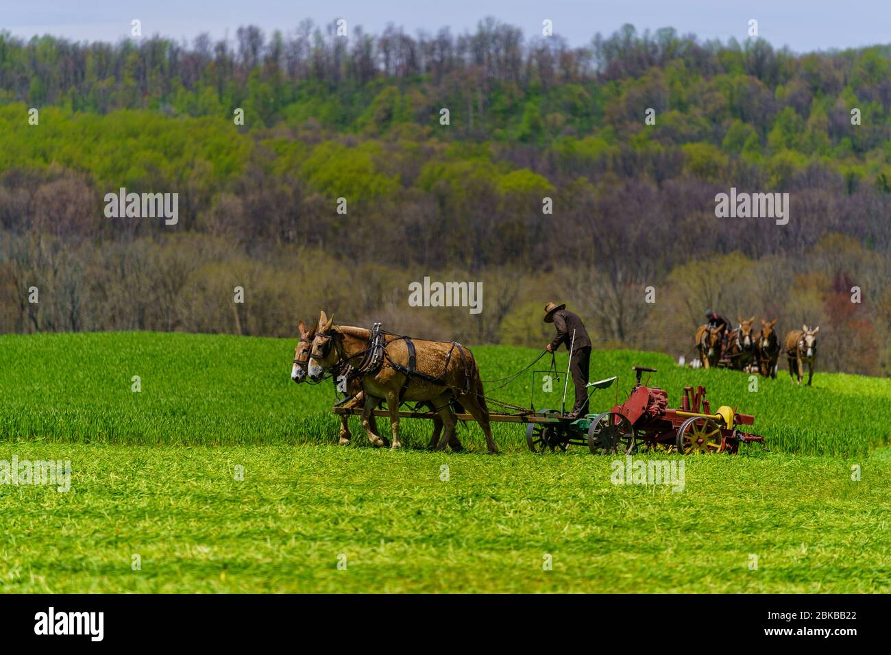 Morgantown, PA / USA - May 2, 2020: Amish farmers use teams of horses ...