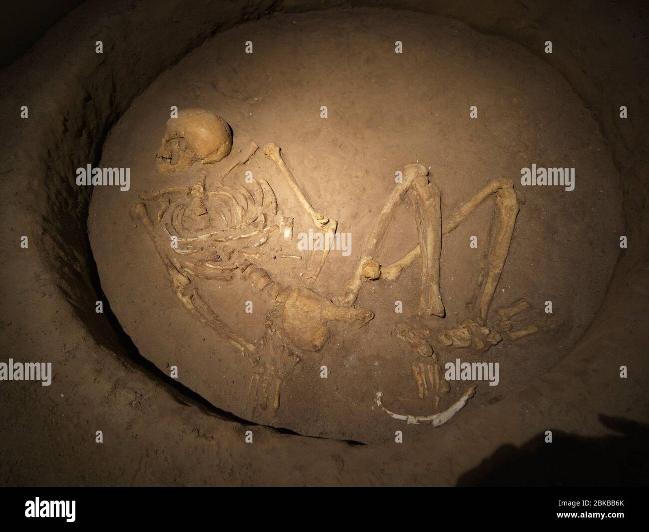 Archaeological excavation of an ancient burial site featuring a human ...