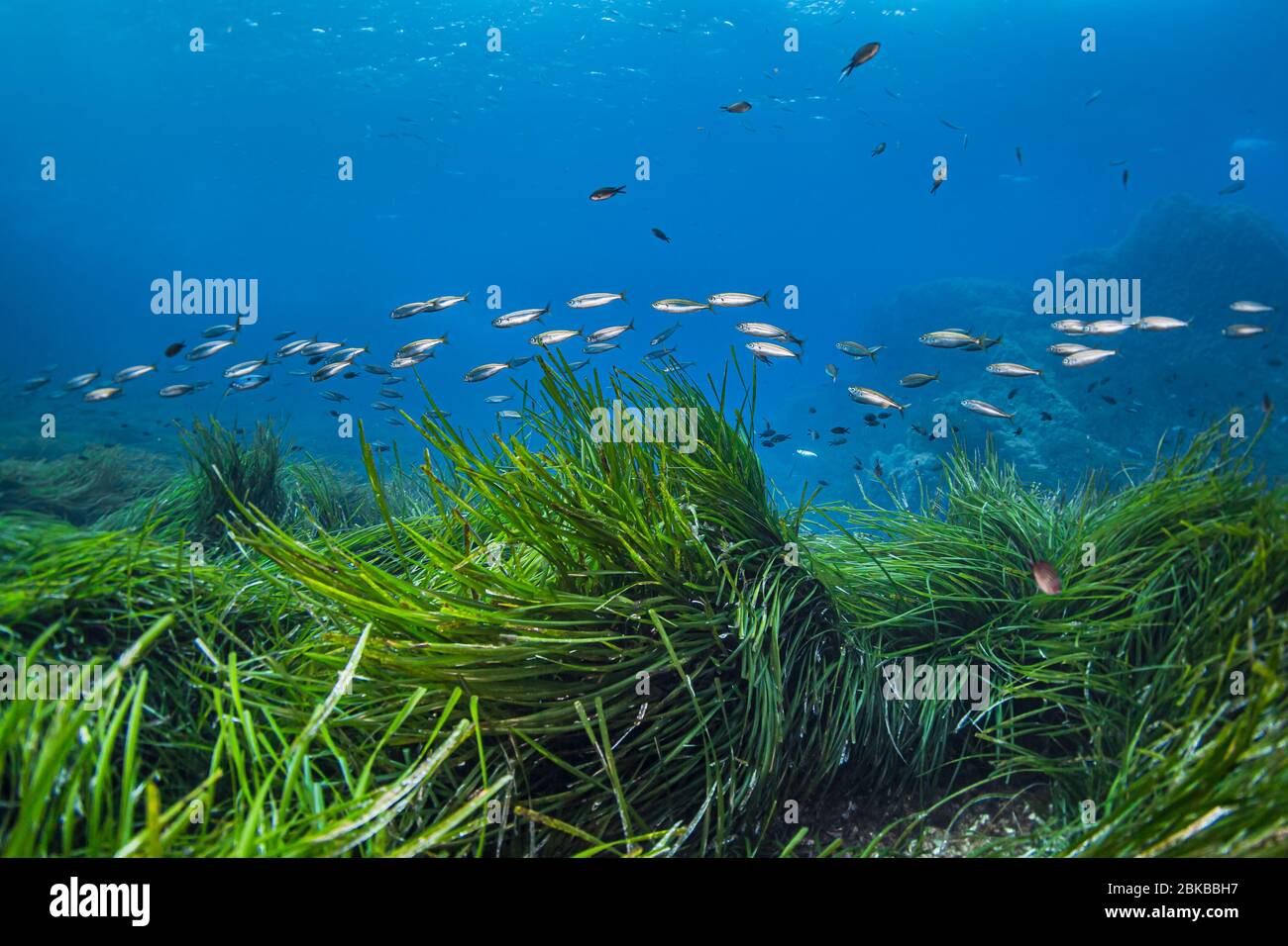 Seagrass-Posidonie (Posidonia oceanica) of mediterranean sea Stock ...