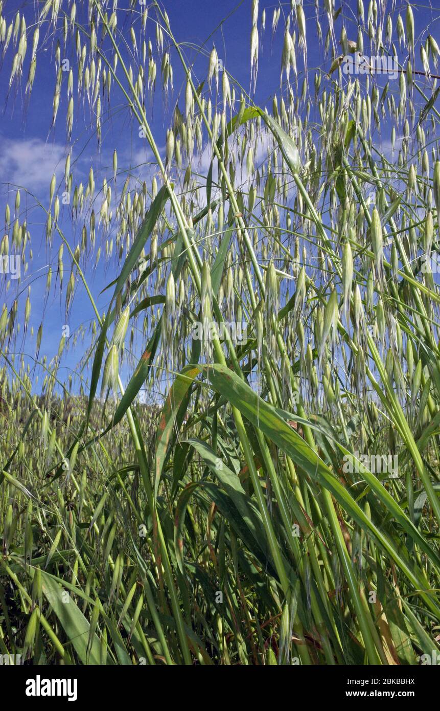 Avena fatua close up Stock Photo - Alamy