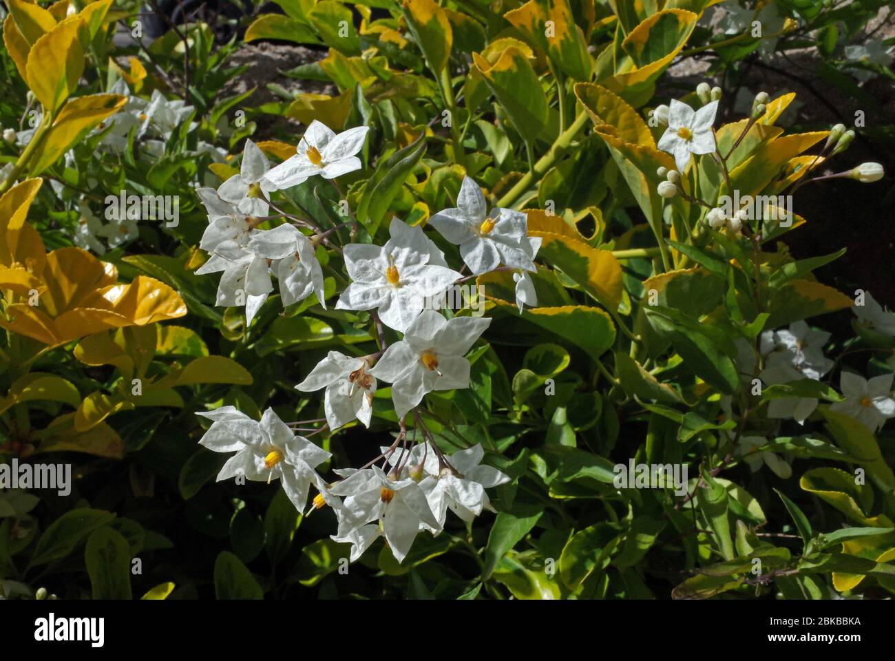 Potato vine (Solanum jasmoinoides) close-up Stock Photo - Alamy
