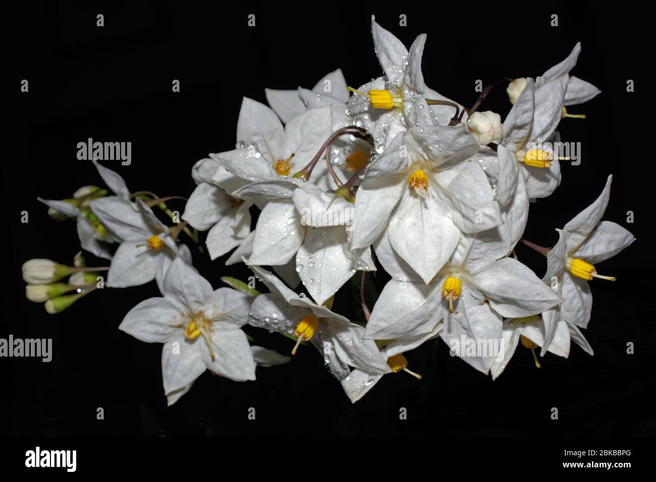 Potato vine (Solanum jasmoinoides) close-up Stock Photo - Alamy
