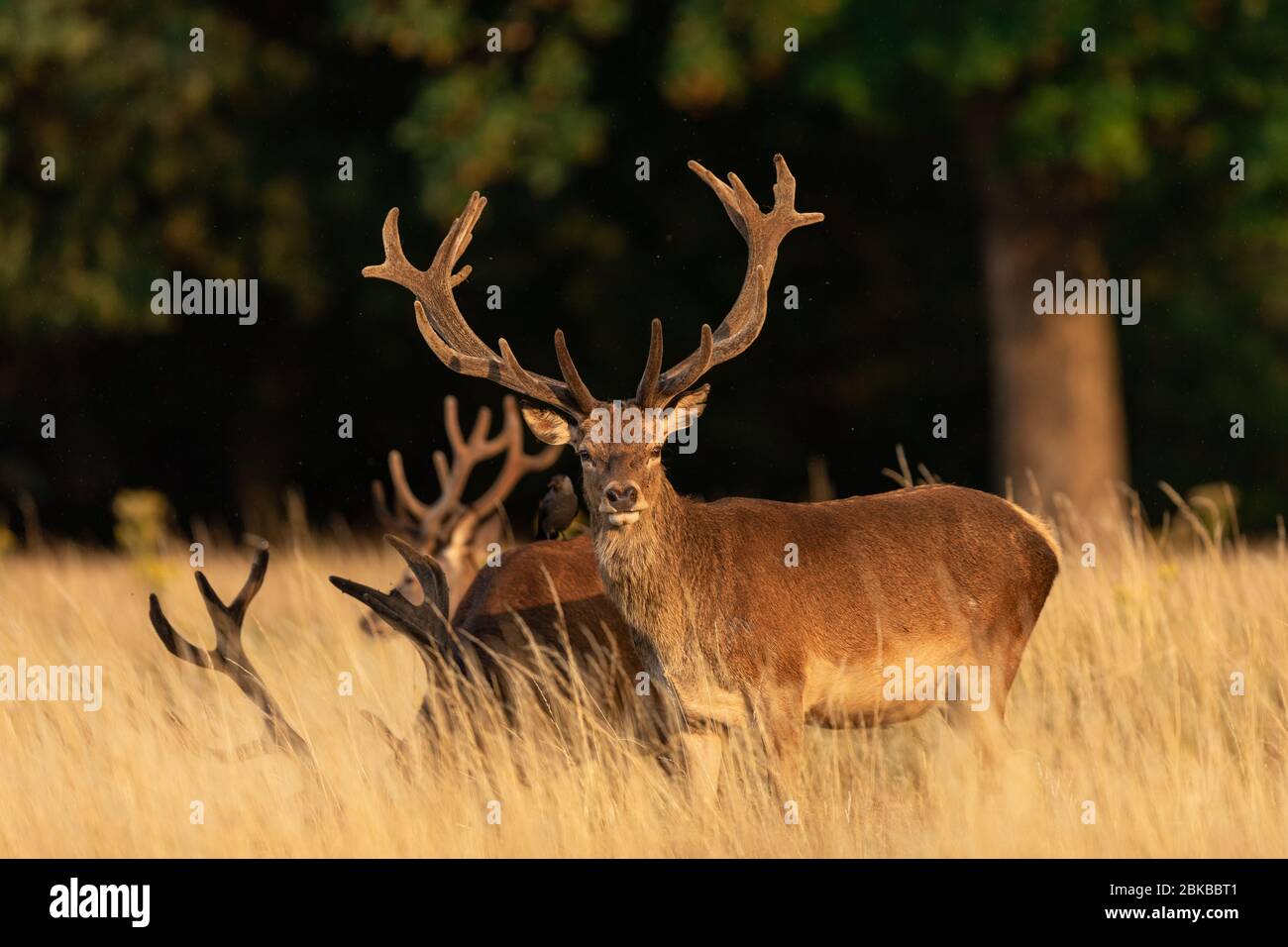 Red deer in the england forest Stock Photo - Alamy