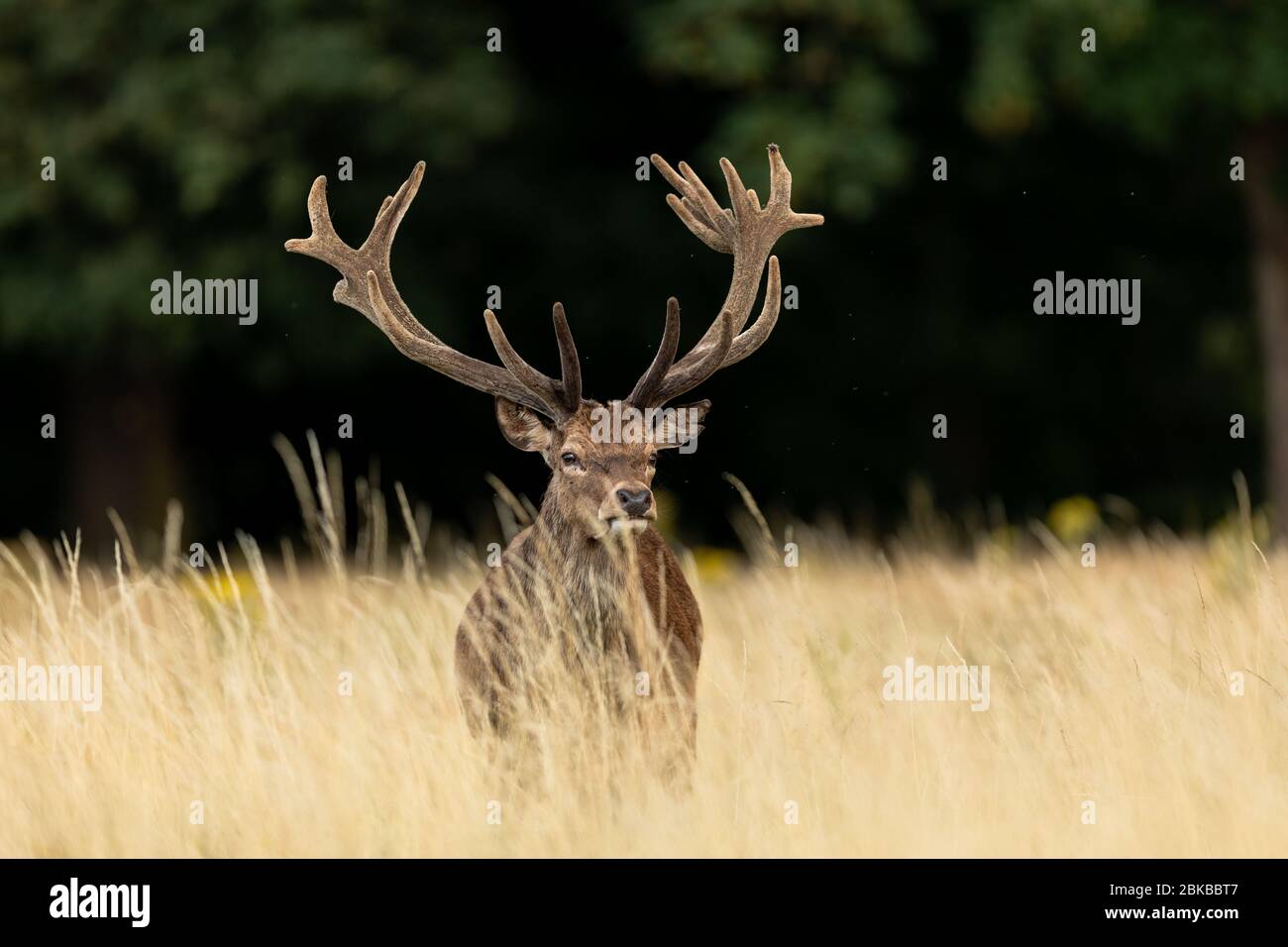 Red deer in the england forest Stock Photo - Alamy