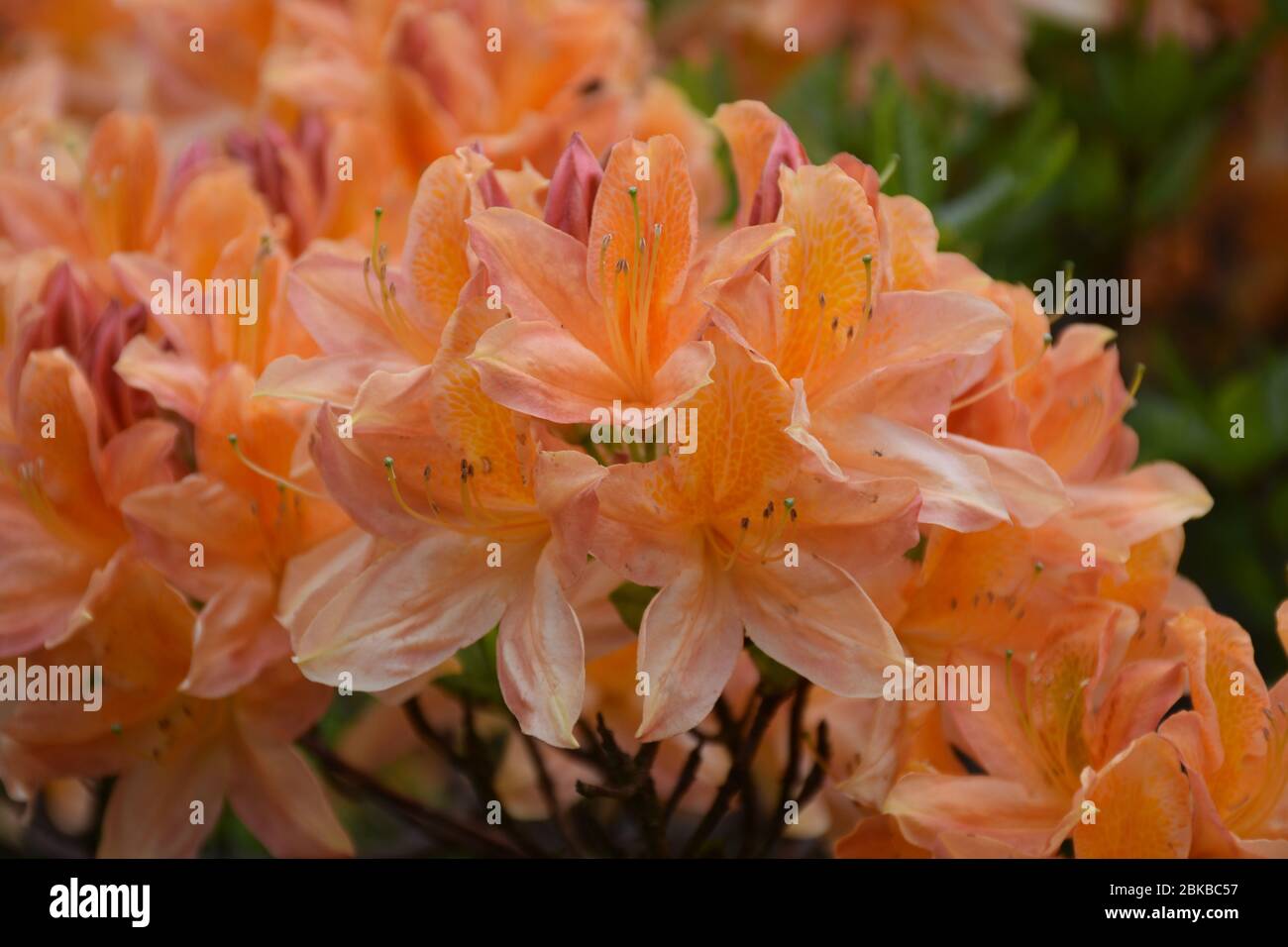 Orange Azaleas High Resolution Stock Photography and Images - Alamy