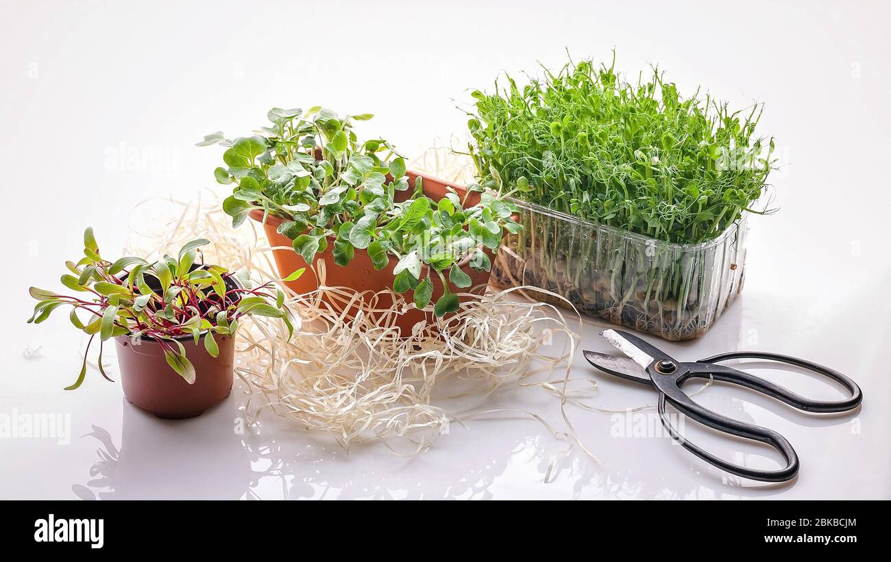 Banner. Growing green sprouts at home. Microgreen in plastic boxes and ...