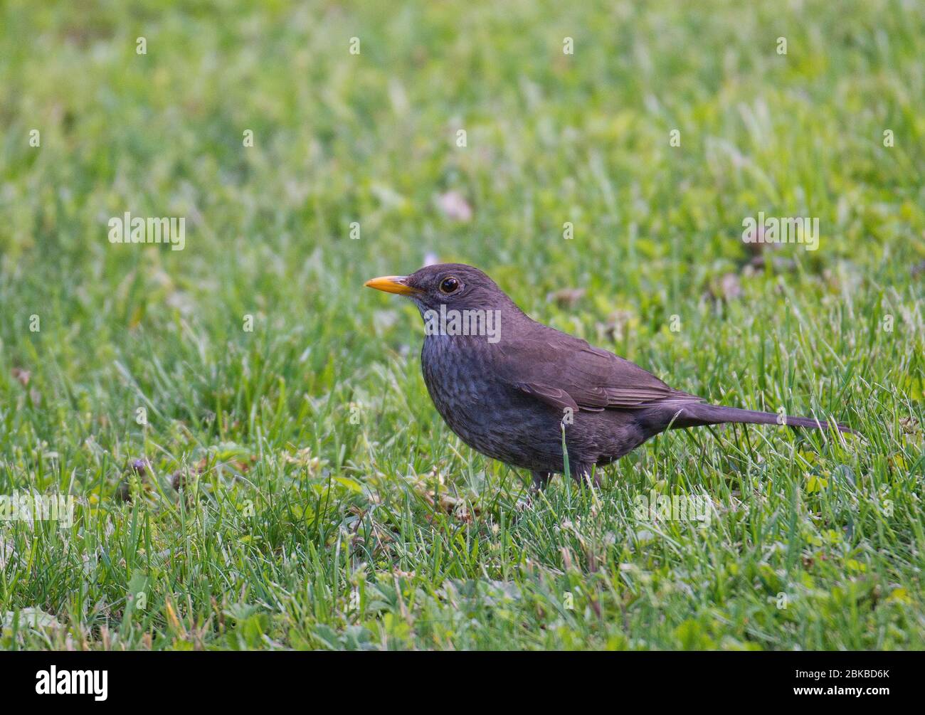Black bird in a grassy lawn Stock Photo - Alamy