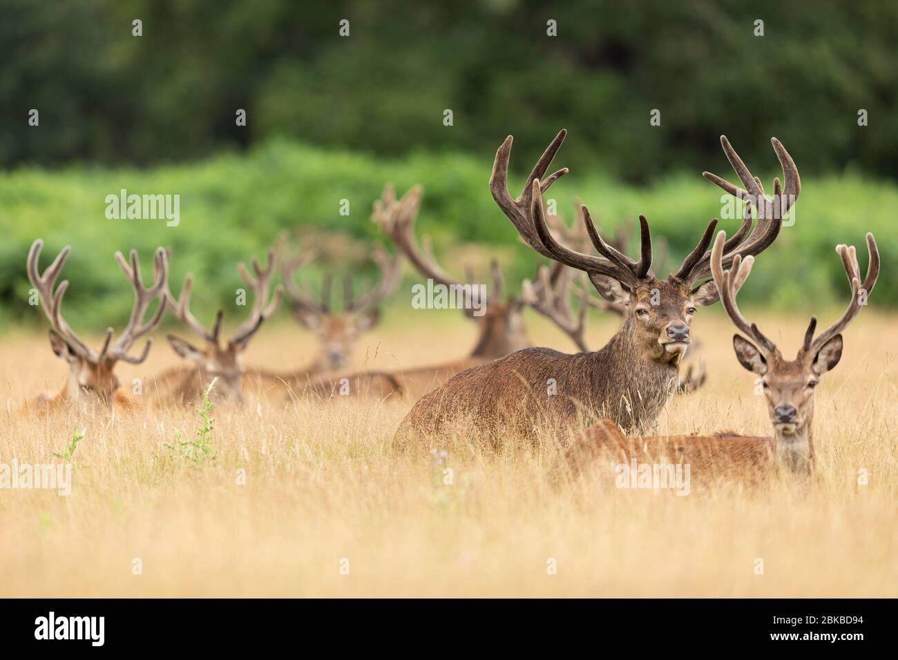 Red deer in the england forest Stock Photo - Alamy