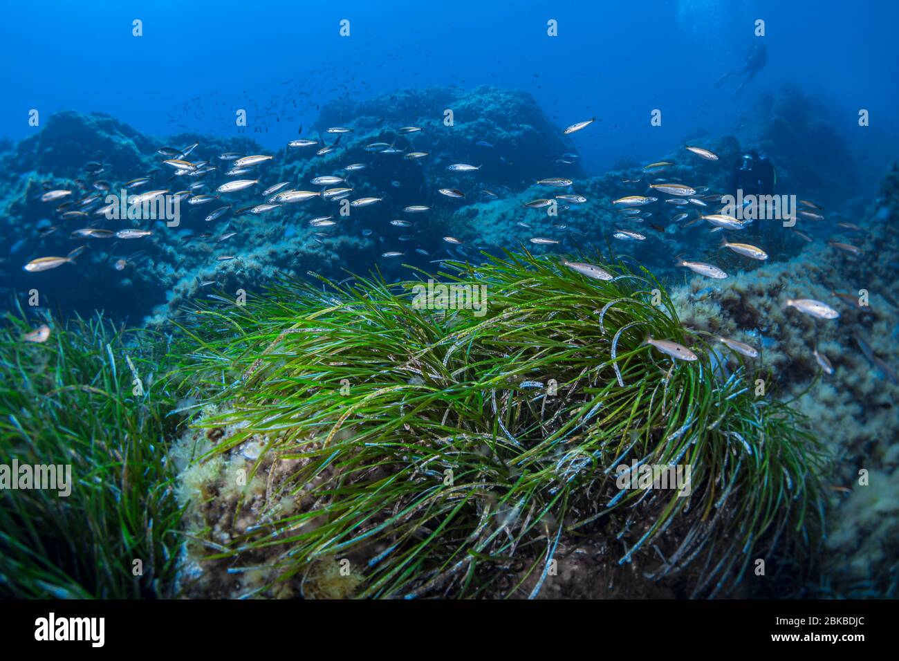Seagrass-Posidonie (Posidonia oceanica) of mediterranean sea Stock ...