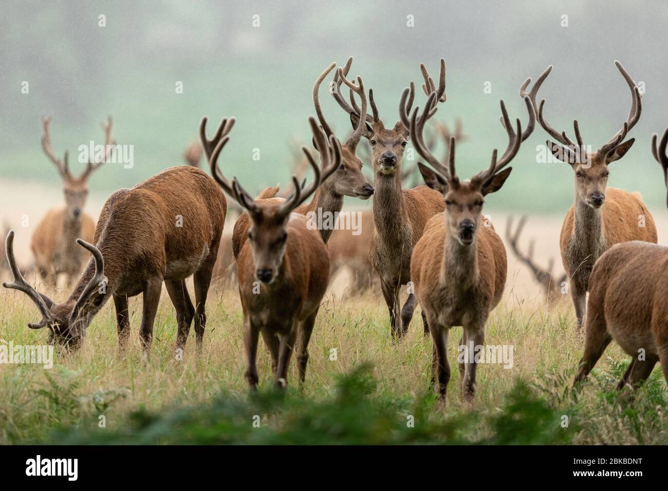 Red deer in the england forest Stock Photo - Alamy