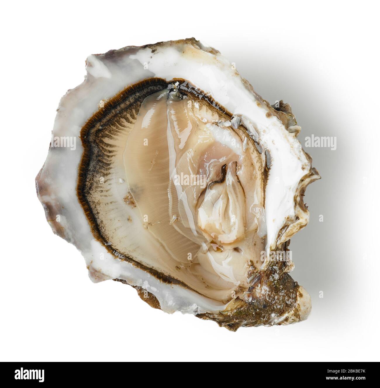 fresh raw oyster isolated on white background, top view Stock Photo - Alamy