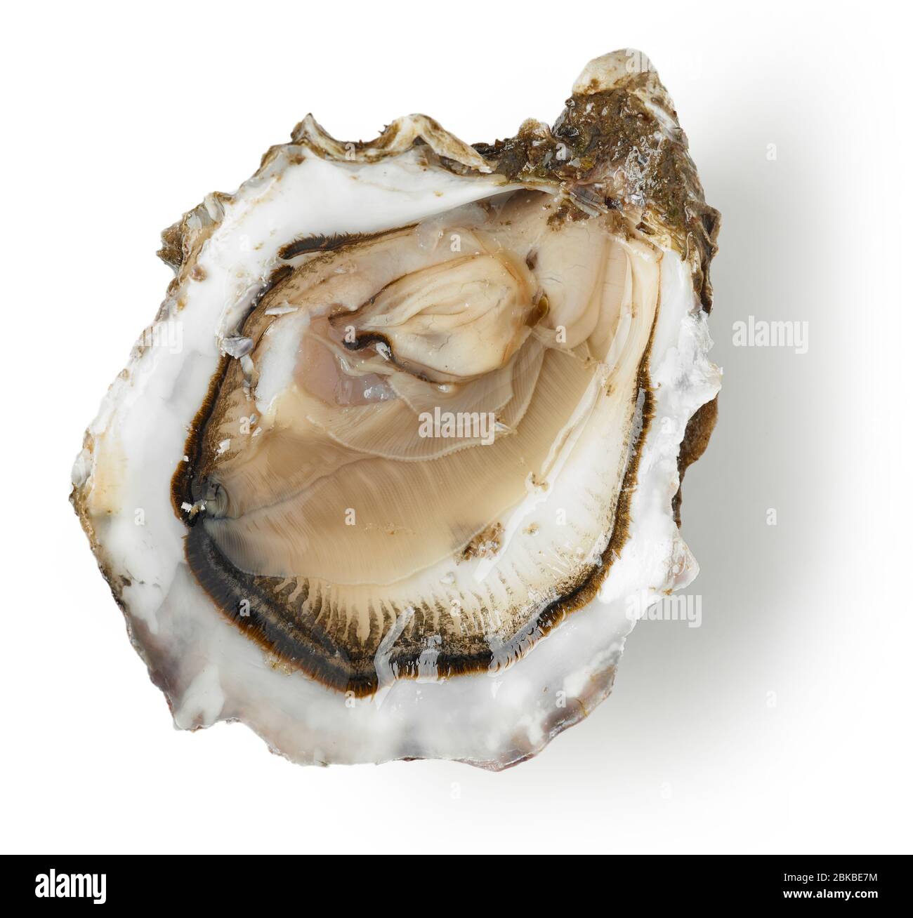 fresh raw oyster isolated on white background, top view Stock Photo - Alamy