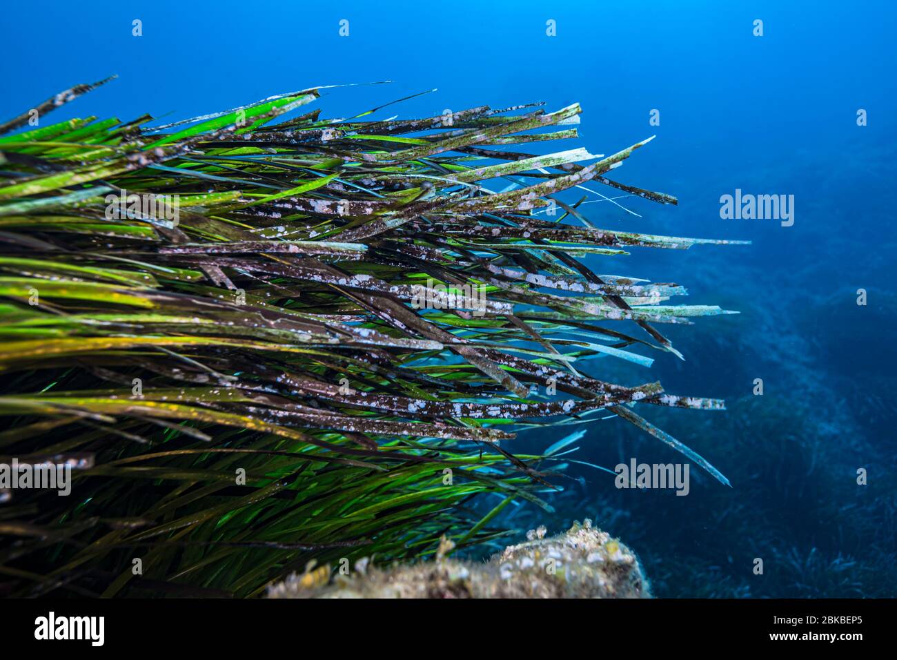 Seagrass-Posidonie (Posidonia oceanica) of mediterranean sea Stock ...