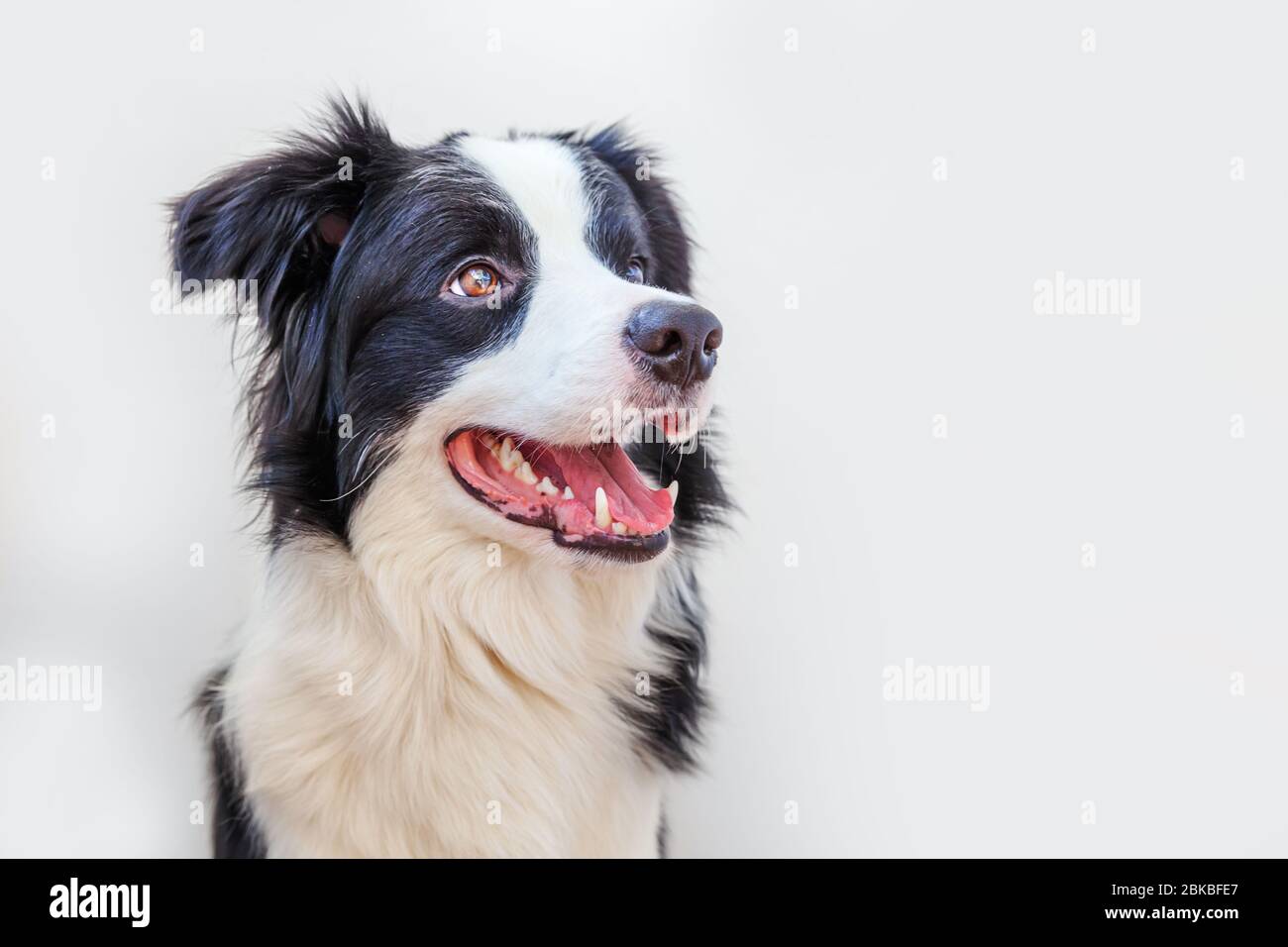 Funny studio portrait of cute smiling puppy dog border collie isolated ...
