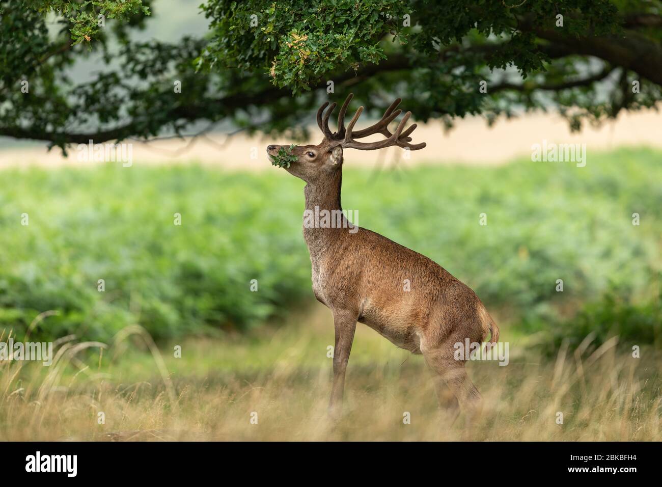 Red deer in the england forest Stock Photo - Alamy