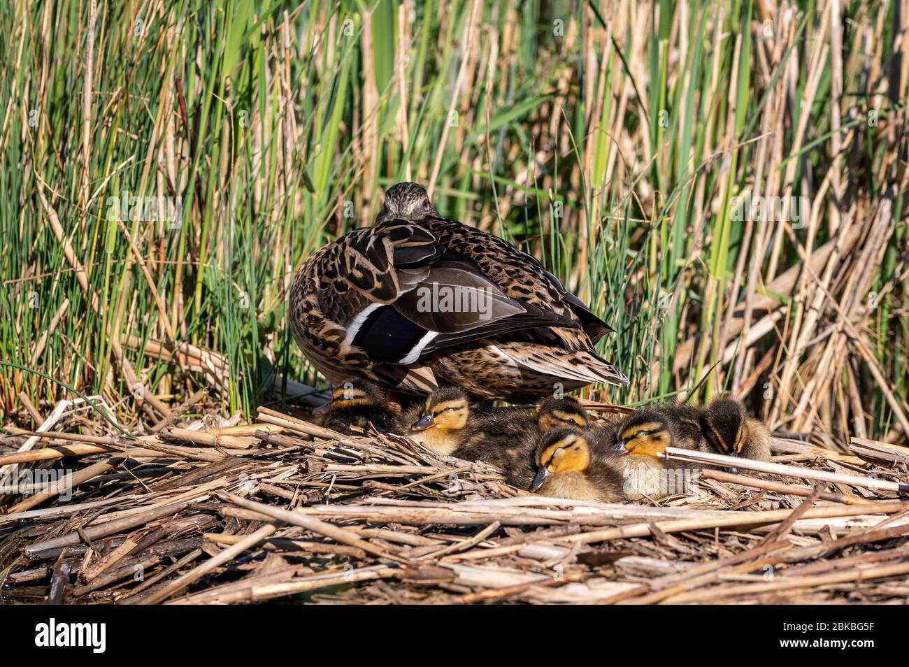 Mallard ducklings sleeping on a nest of reeds with mother duck keeping ...