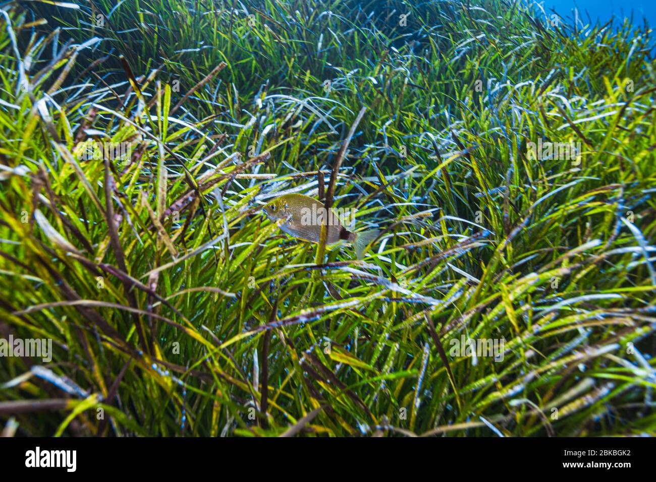 Seagrass-Posidonie (Posidonia oceanica) of mediterranean sea Stock ...