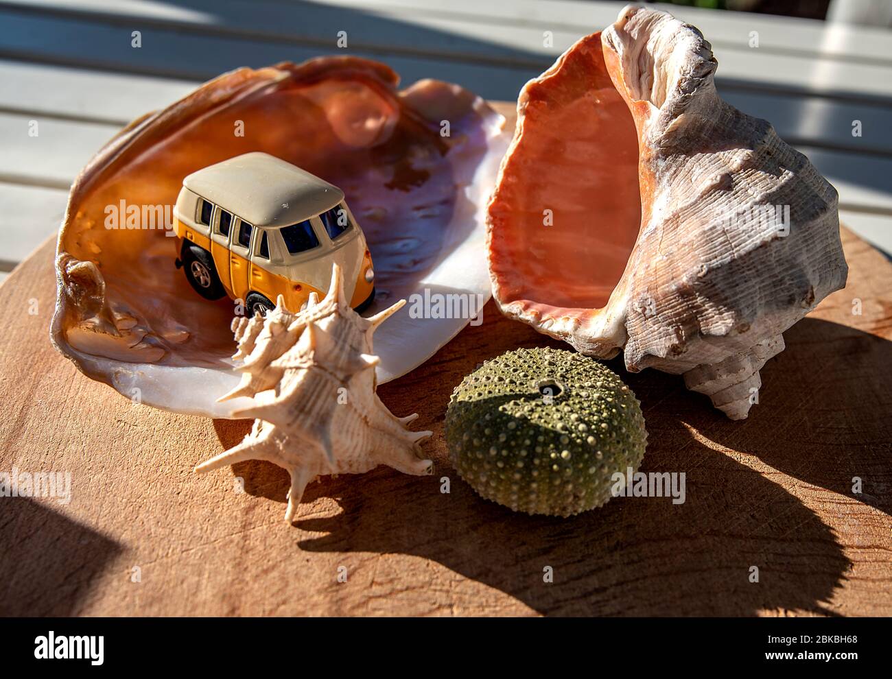 Decorative sea shells hi-res stock photography and images - Alamy