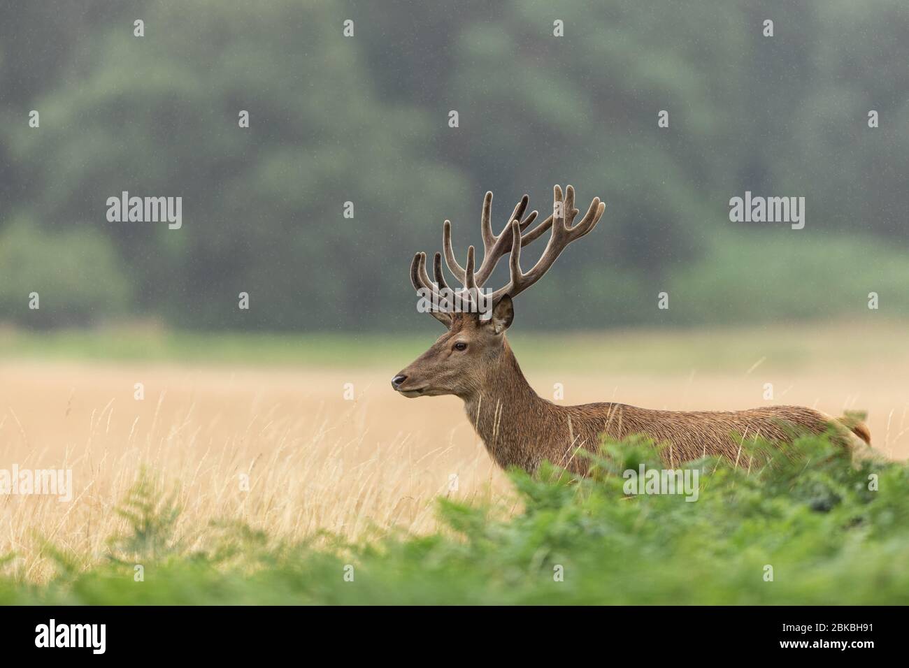 Red deer in the england forest Stock Photo - Alamy