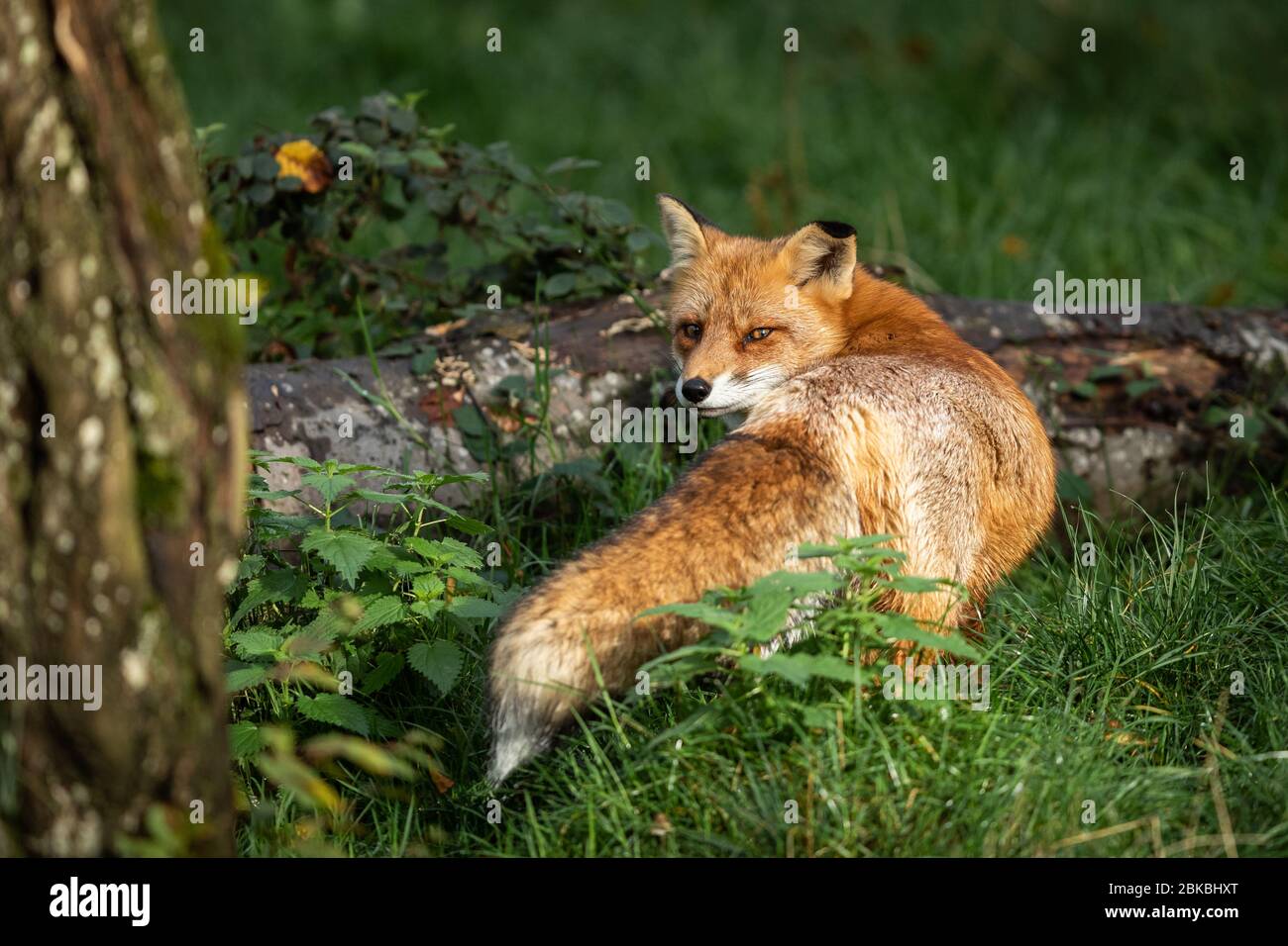Red fox in the forest Stock Photo - Alamy