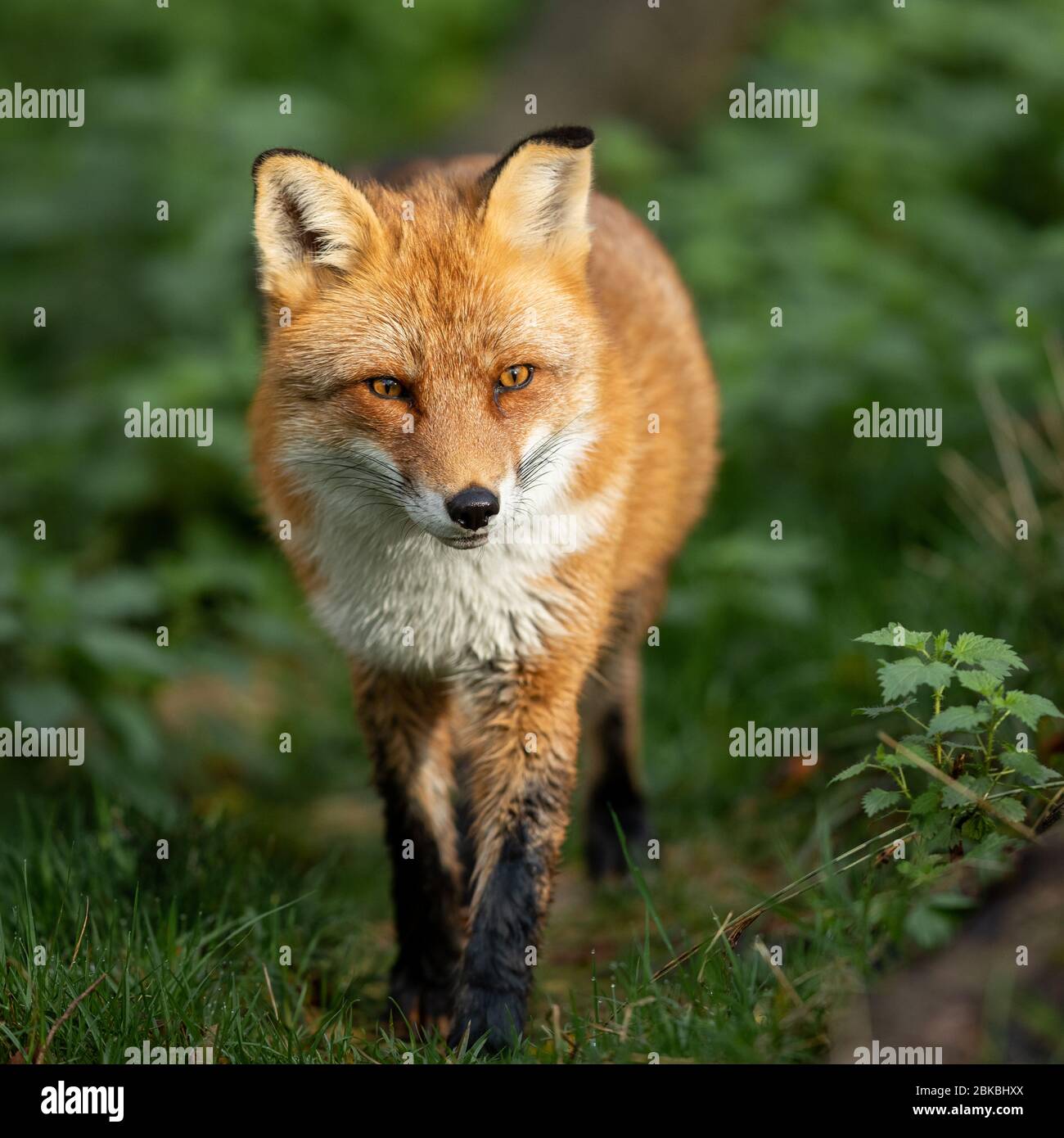 Red fox in the forest Stock Photo - Alamy
