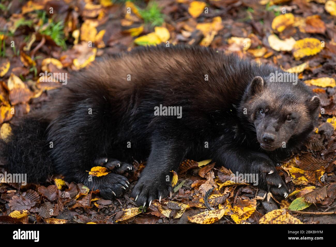 Wolverine in the forest Stock Photo - Alamy
